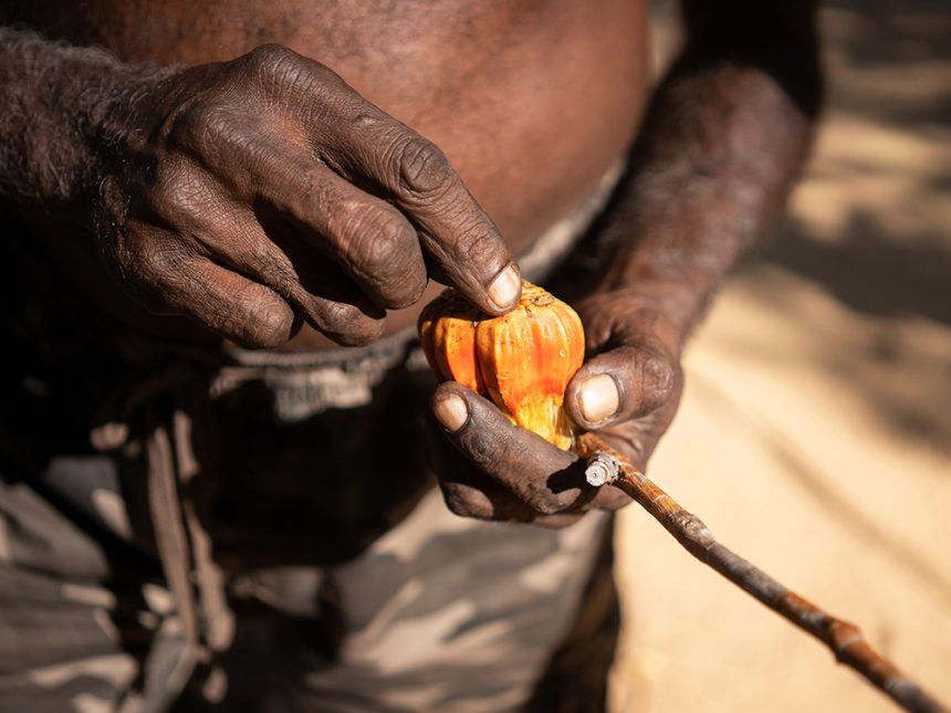 Tarntipi Bush Camp – Tiwi Cross Cultural Connections
